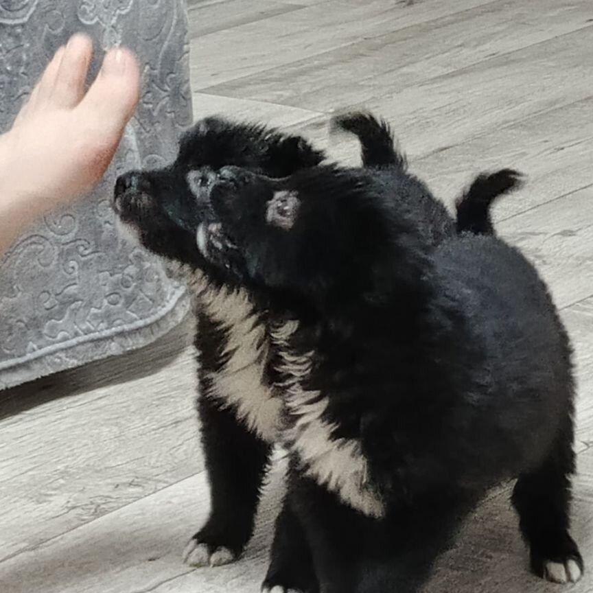 Щенок в добрые руки бесплатно