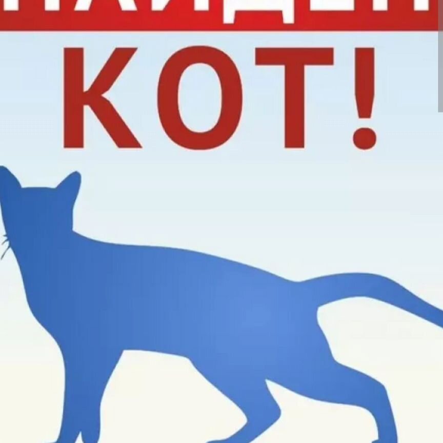 Найден котик
