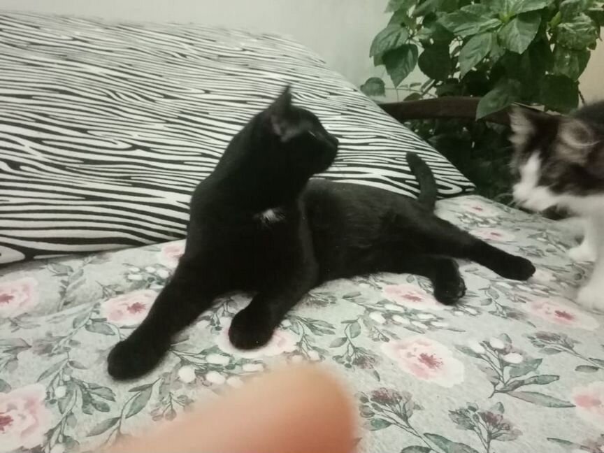 Кошки в добрые руки бесплатно