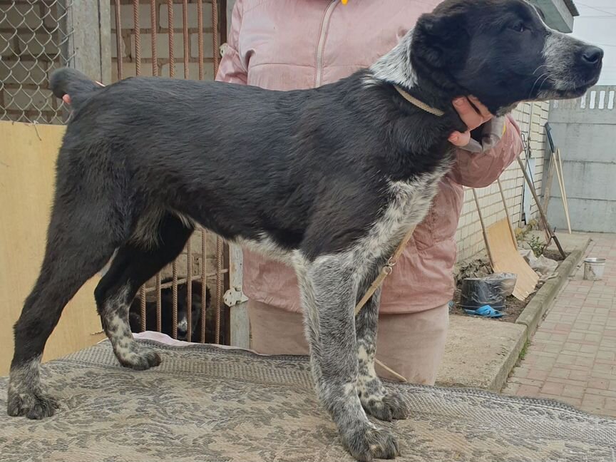 Среднеазиатская овчарка алабай щенки