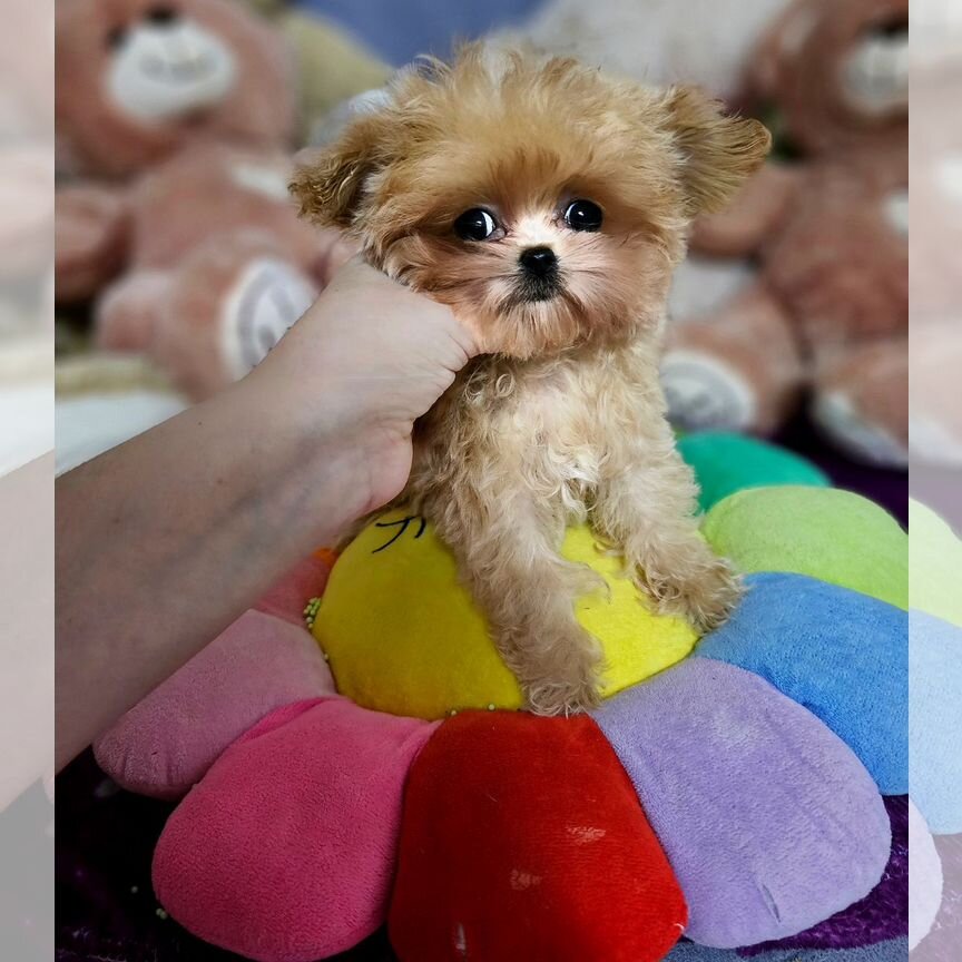 Мальтипу, щенок