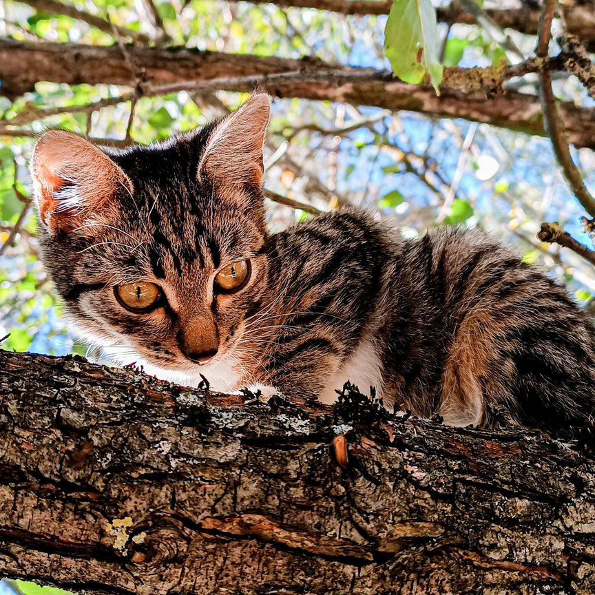 Маленький котенок мальчик