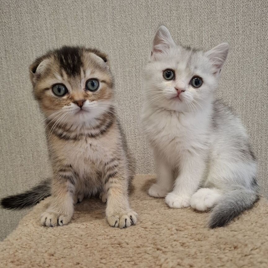 Шотландский вислоухий короткошёрстный котёнок