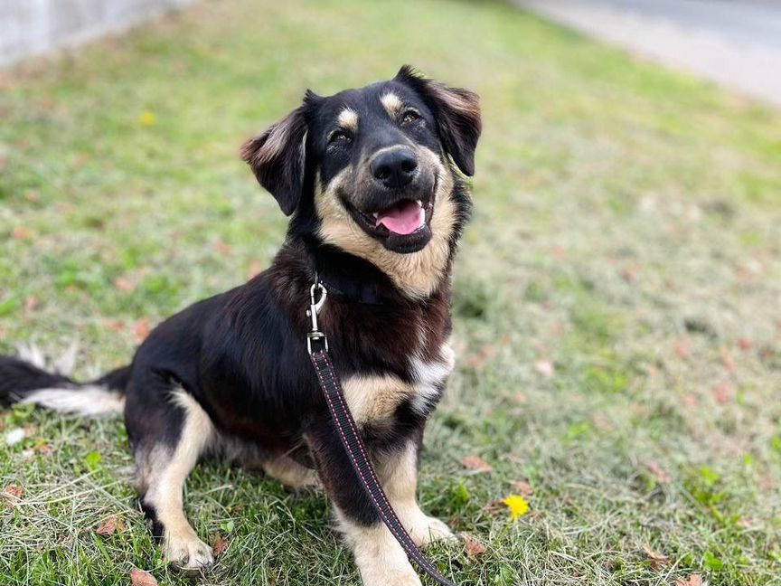 Маленькая собака в дар