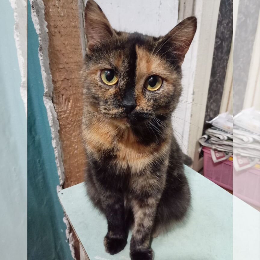 Взрослая, Девочка кошка в добрые руки