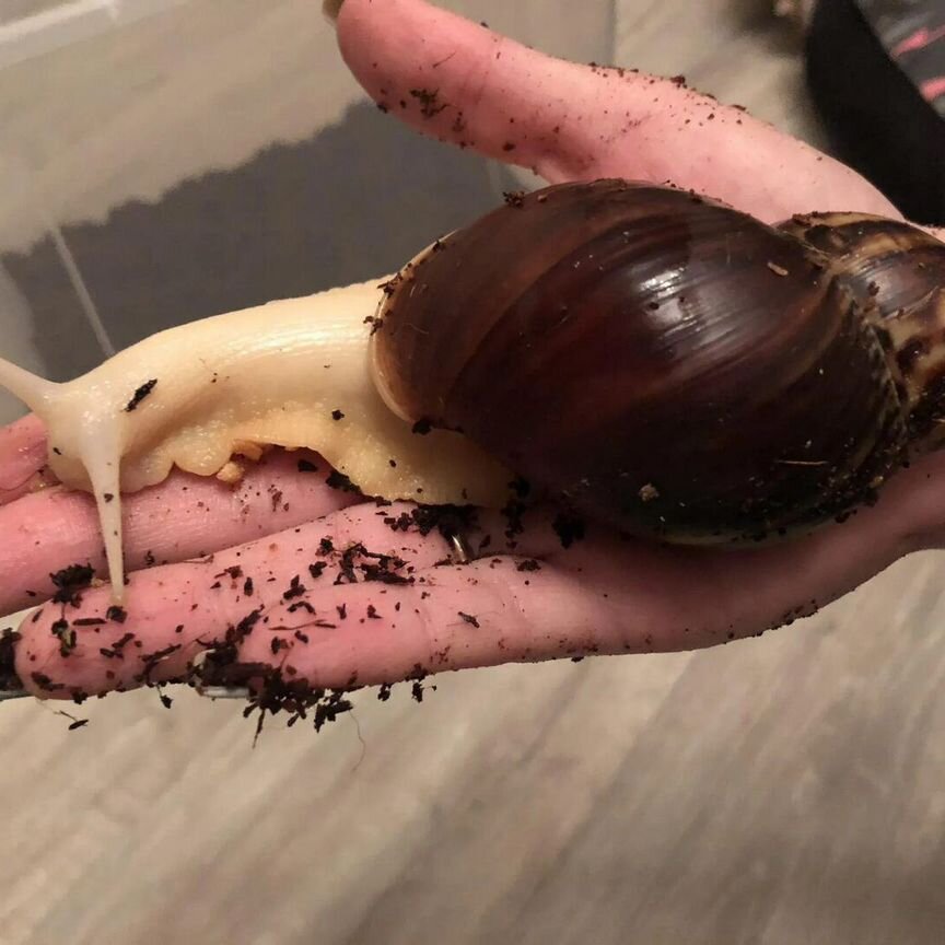 Улитки фулика альбино