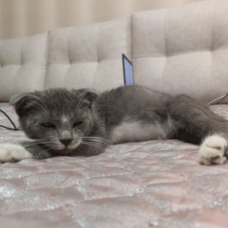 Котенок девочка в добрые руки