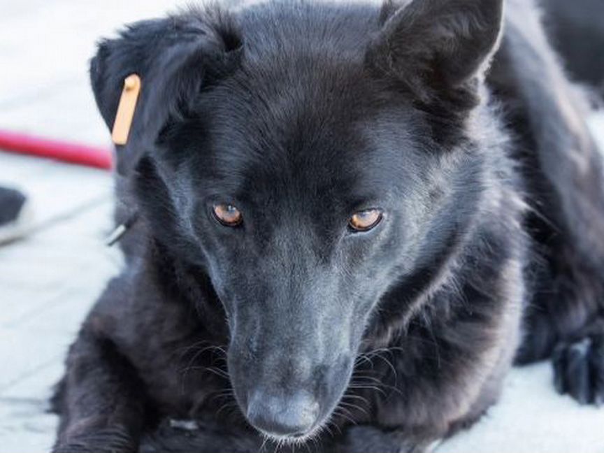 Собака в добрые руки