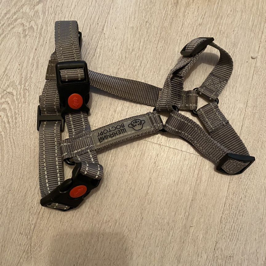 Правильная шлейка для собаки