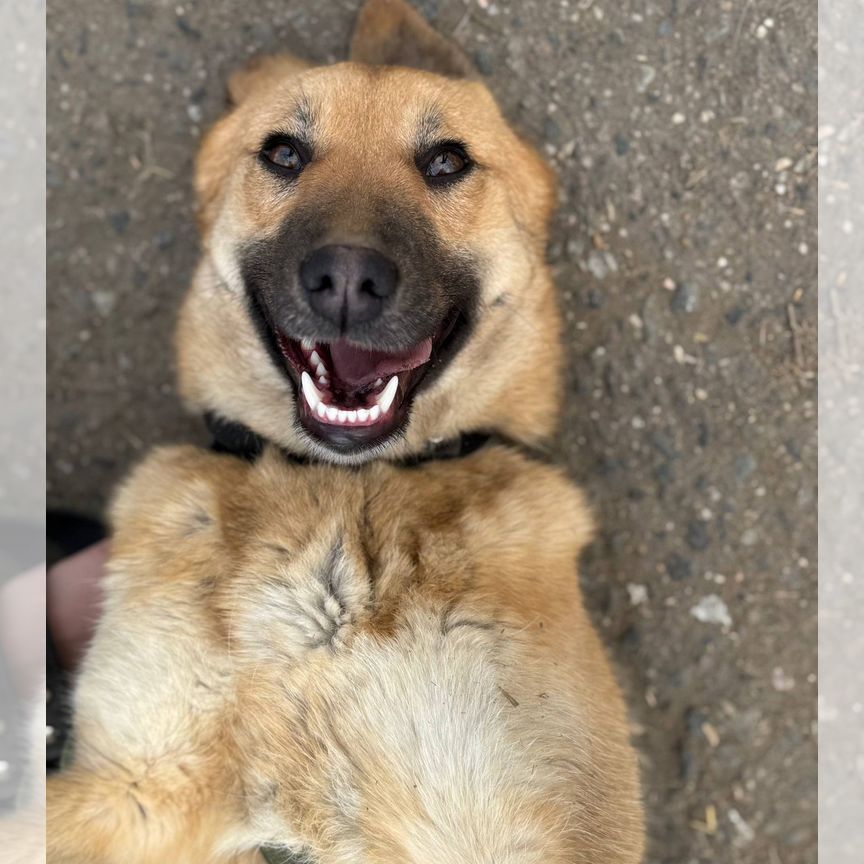 Взрослая собака в добрые руки