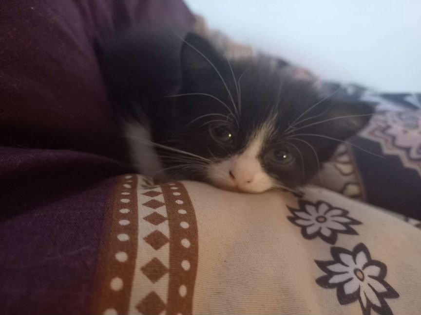 Котята в добрые руки 1,5 месяц