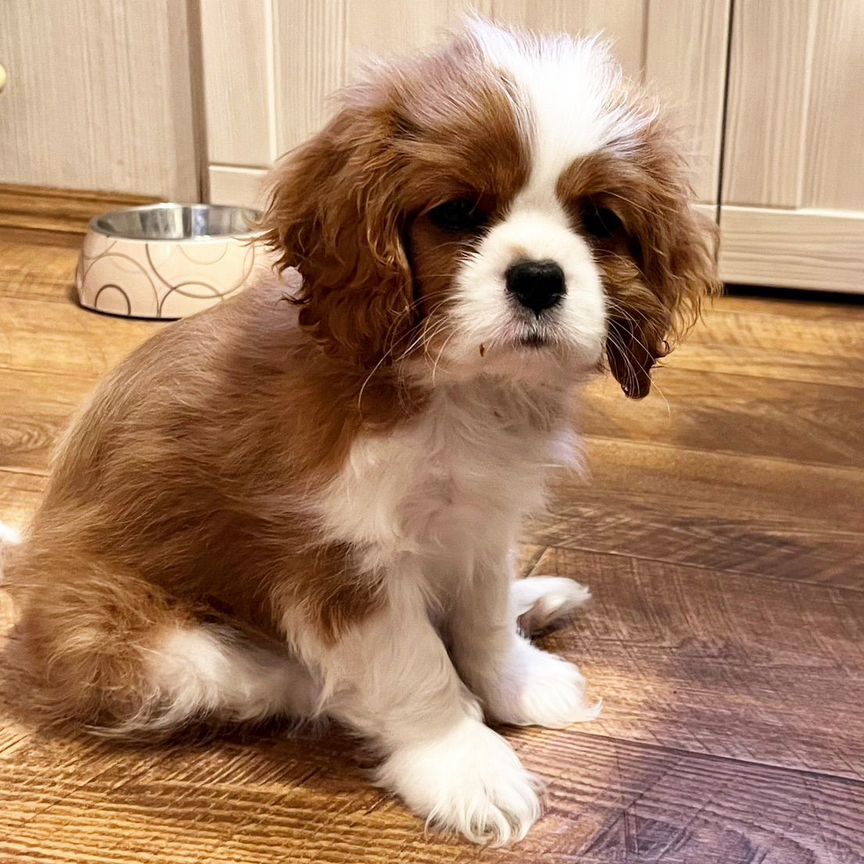 Кавалер кинг-чарльз-спаниель, щенок