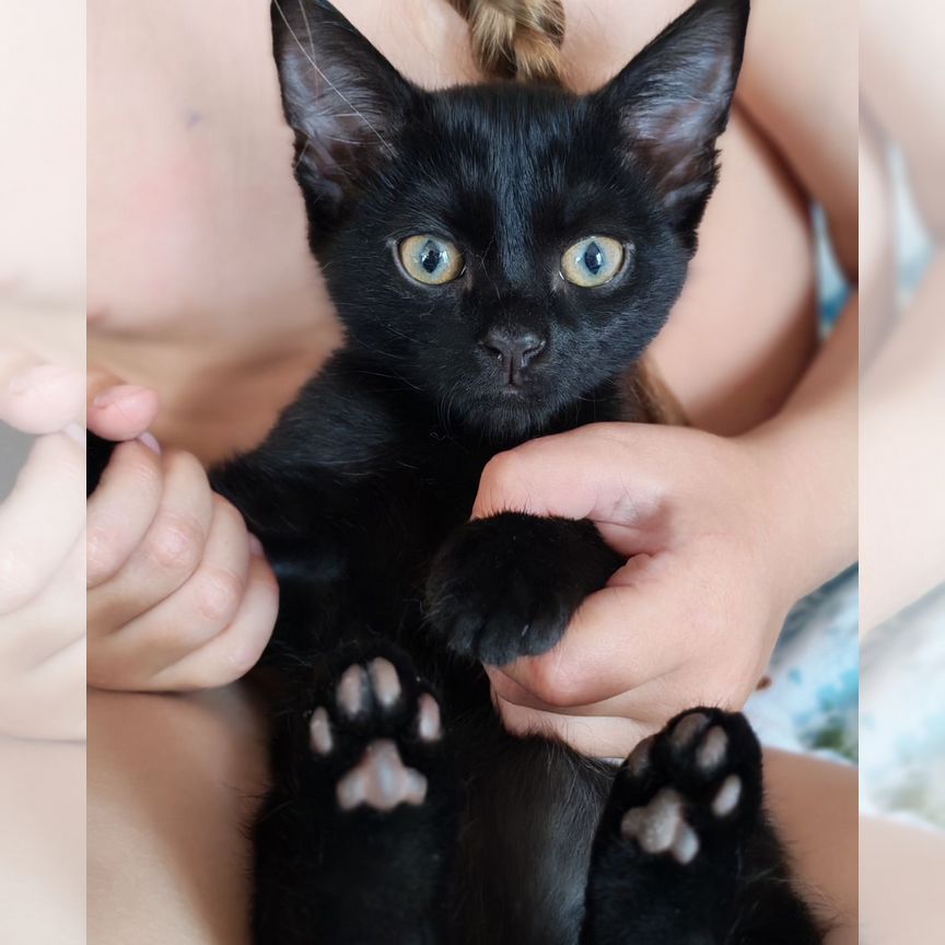 Котёнок в добрые руки