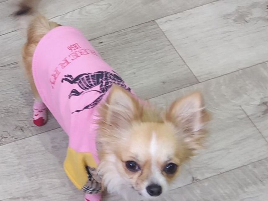 Чихуахуа длинношерстные мини