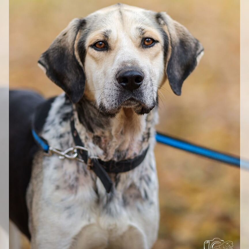 Взрослый пёс в добрые руки