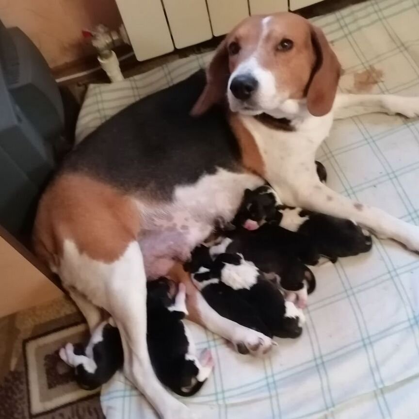 Эстонская гончая щенки