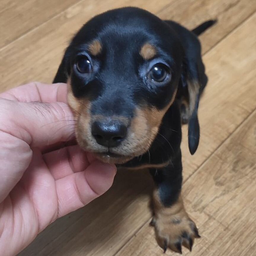 Такса, щенок