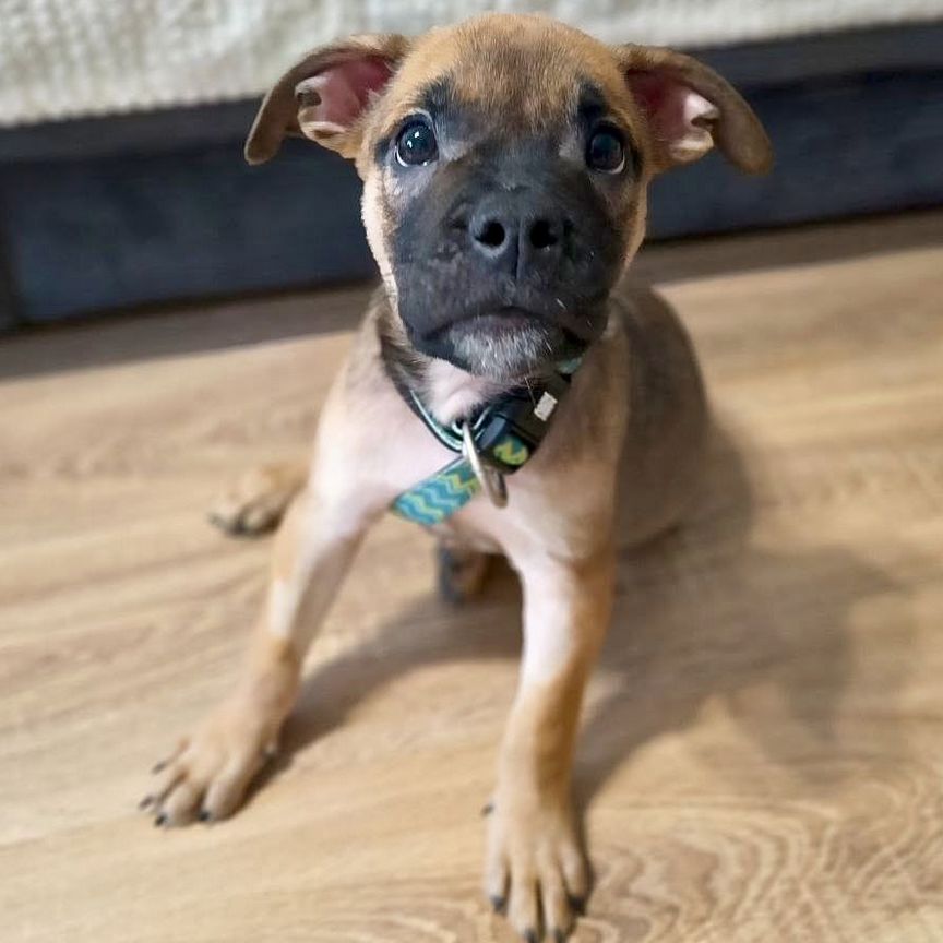 Английский бульдог, щенок