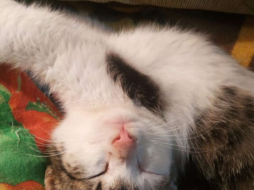 Котенок Гарик 4 мес