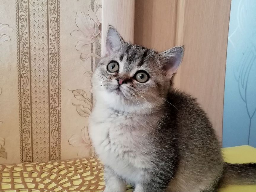 Шотландская тикированная девочка