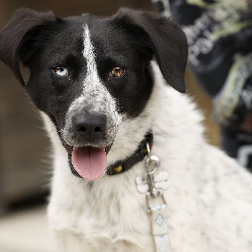 Взрослая собака в добрые руки