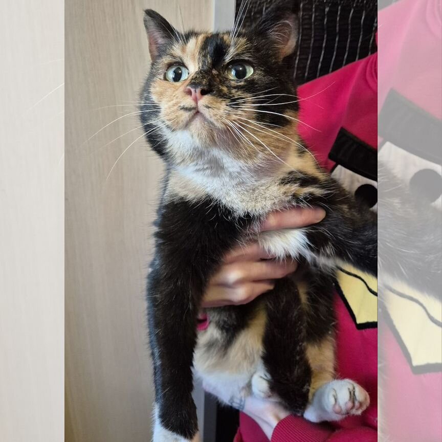 Взрослая, кошка в добрые руки