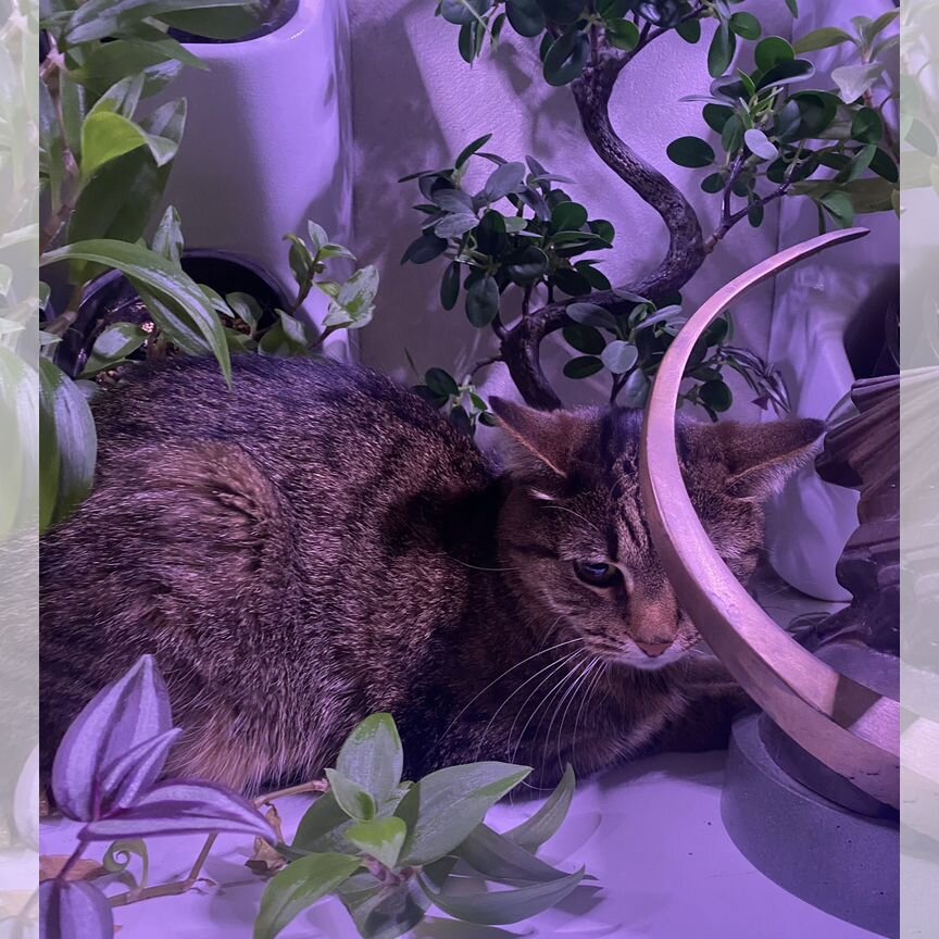 Взрослый кот в добрые руки