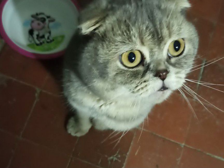 SOS Шотландский кот под угрозой