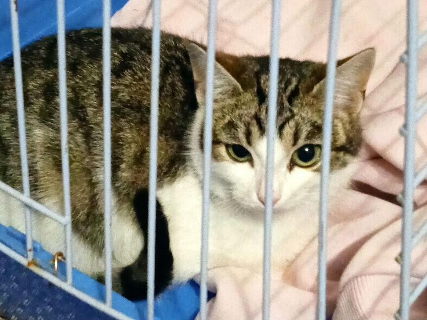 Котята в добрые руки бесплатно