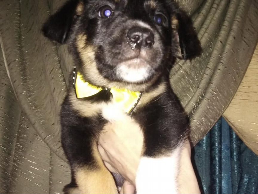 Щенок в добрые руки