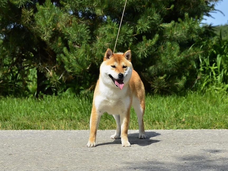 Сиба бесплатно