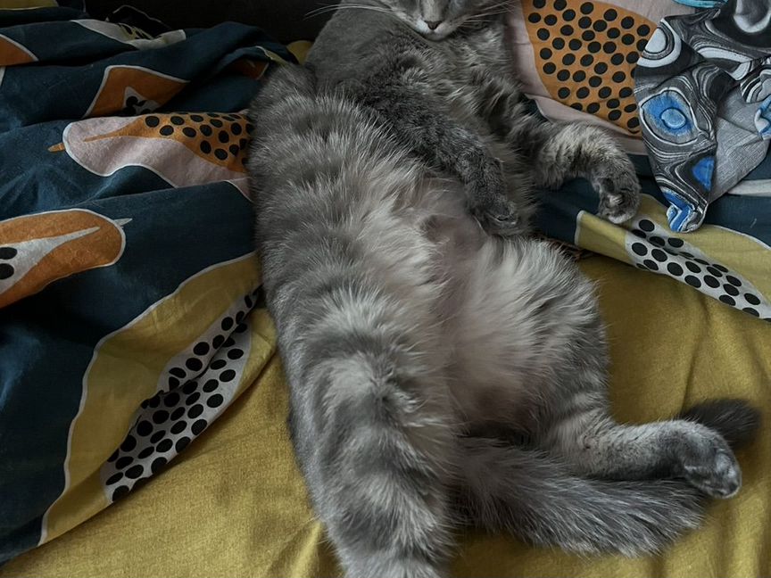 Отдам кота в добрые руки