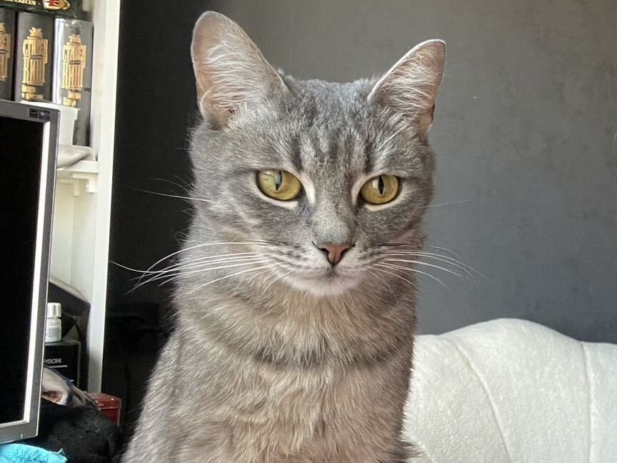 Сибирская кошка