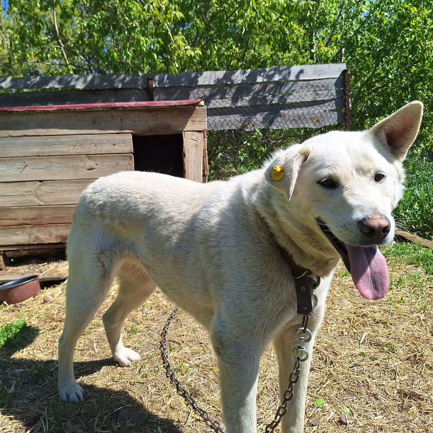 Беляшка в добрые руки