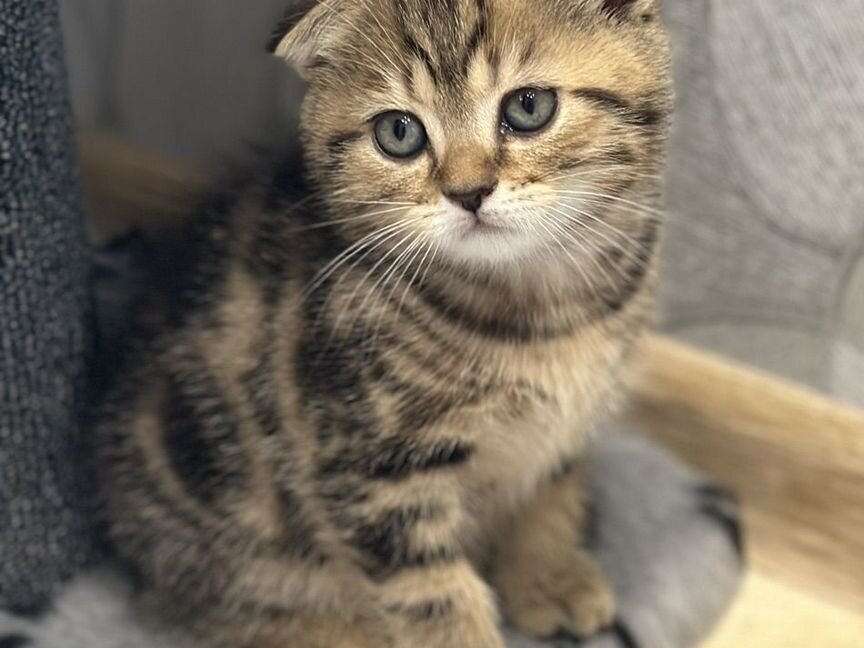 Шотландские котята