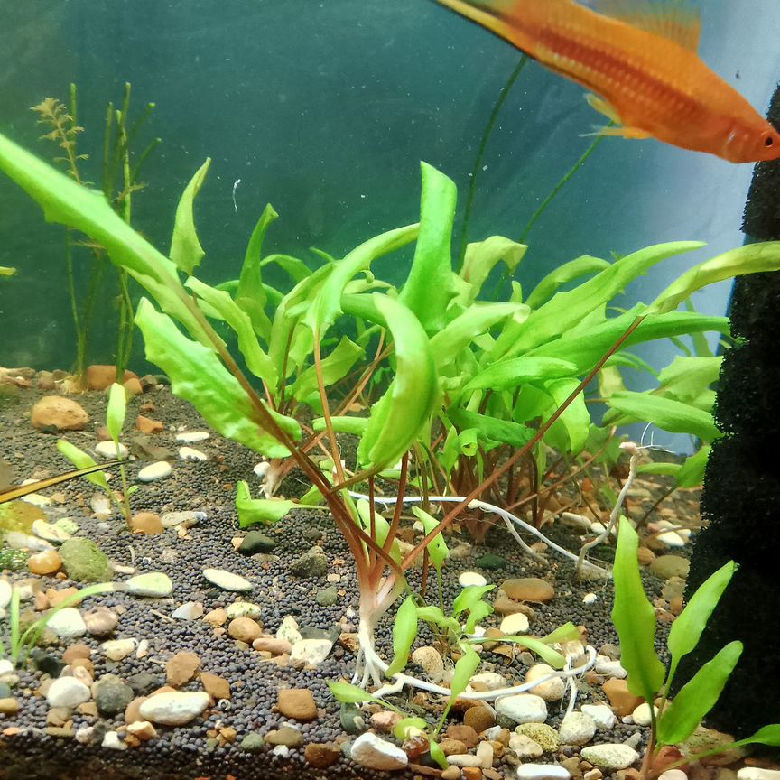 Аквариумное растение