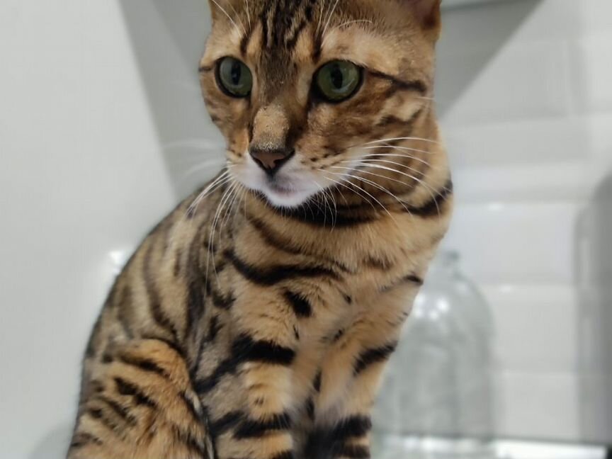 Бенгальская кошка в добрые руки
