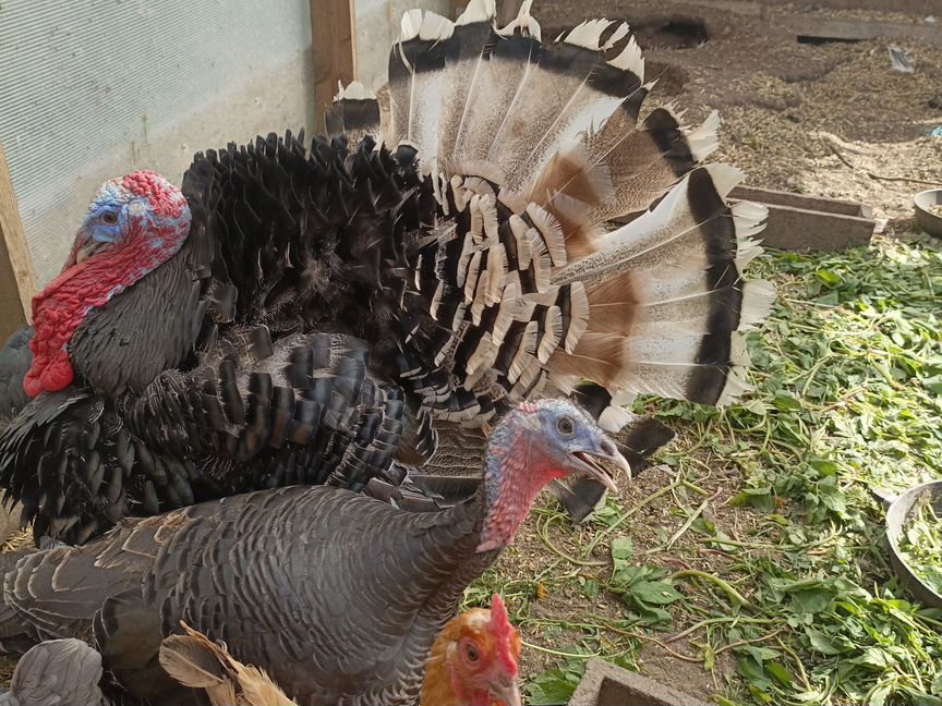 Семья индюков