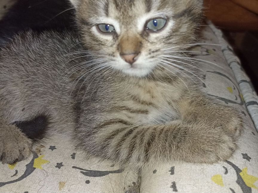 Котёнок - маленький тигрёнок