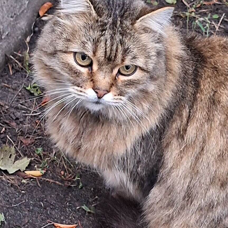 Красавец кот ищет дом