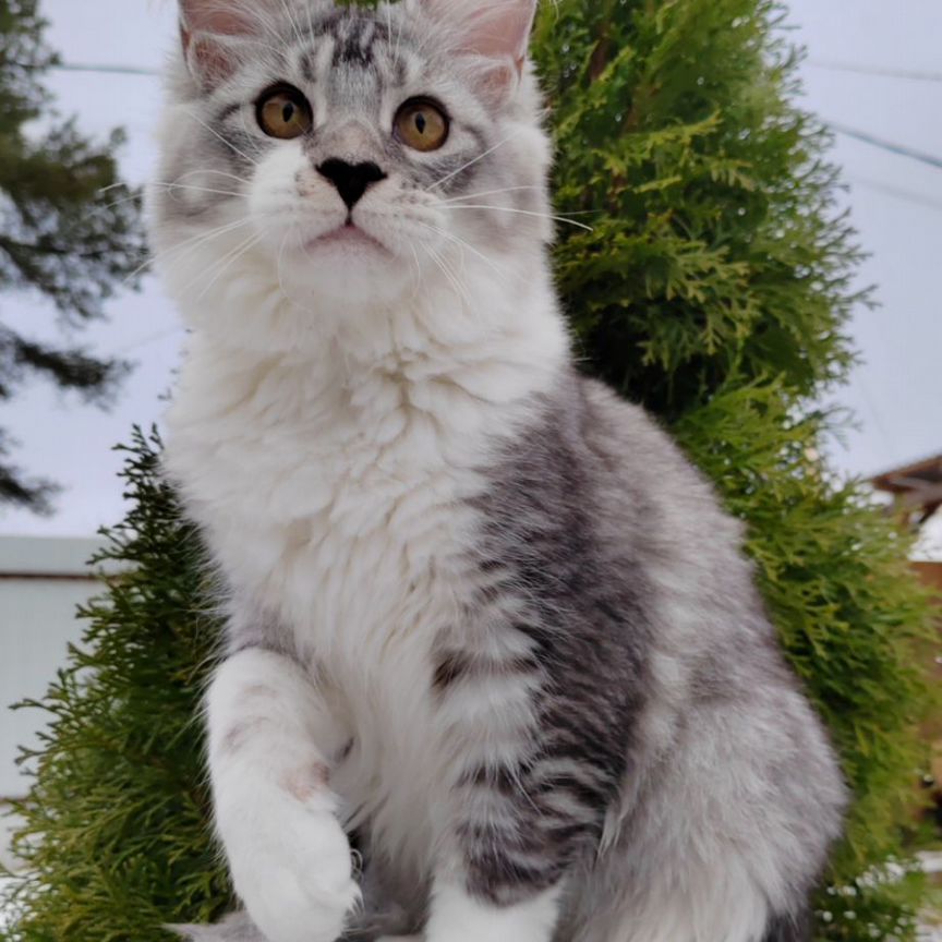 Кошка серебро