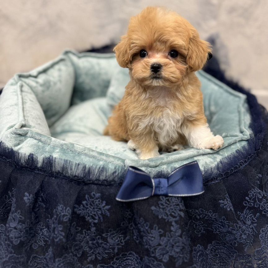 Мальтипу микро мальчик