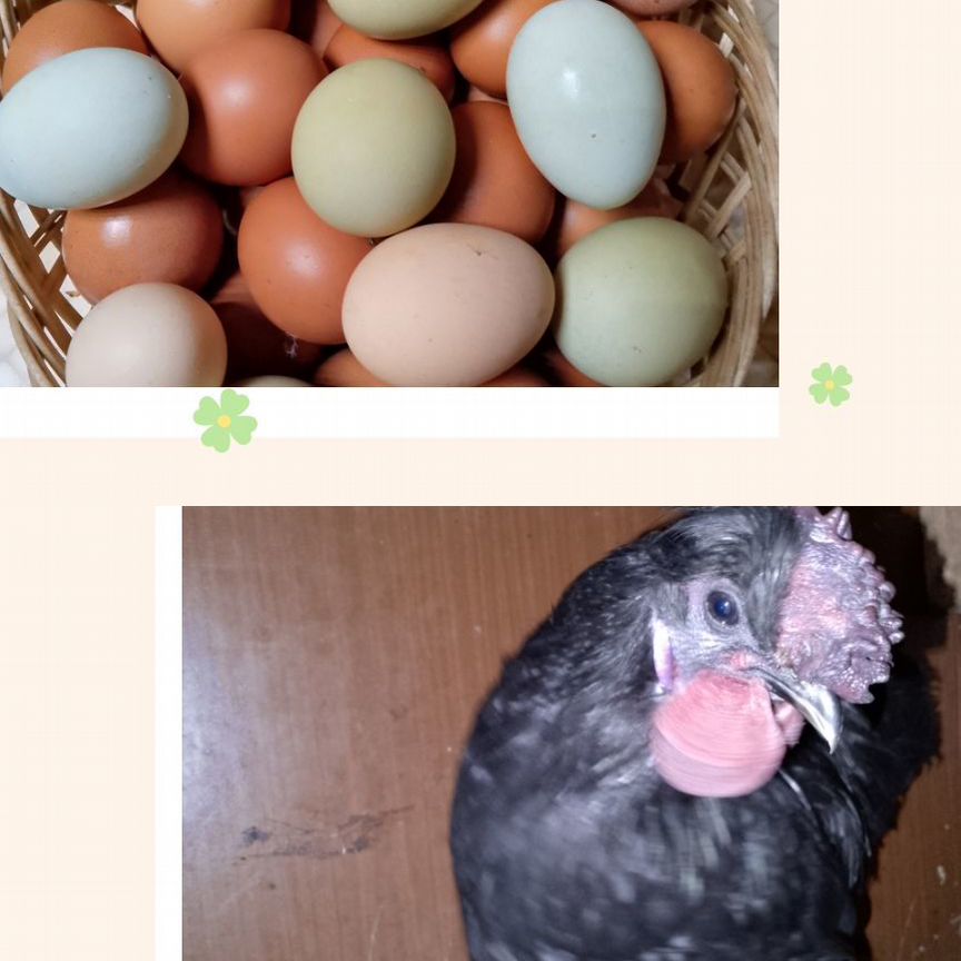 Яйцо. Куриное,утиное,гусиное