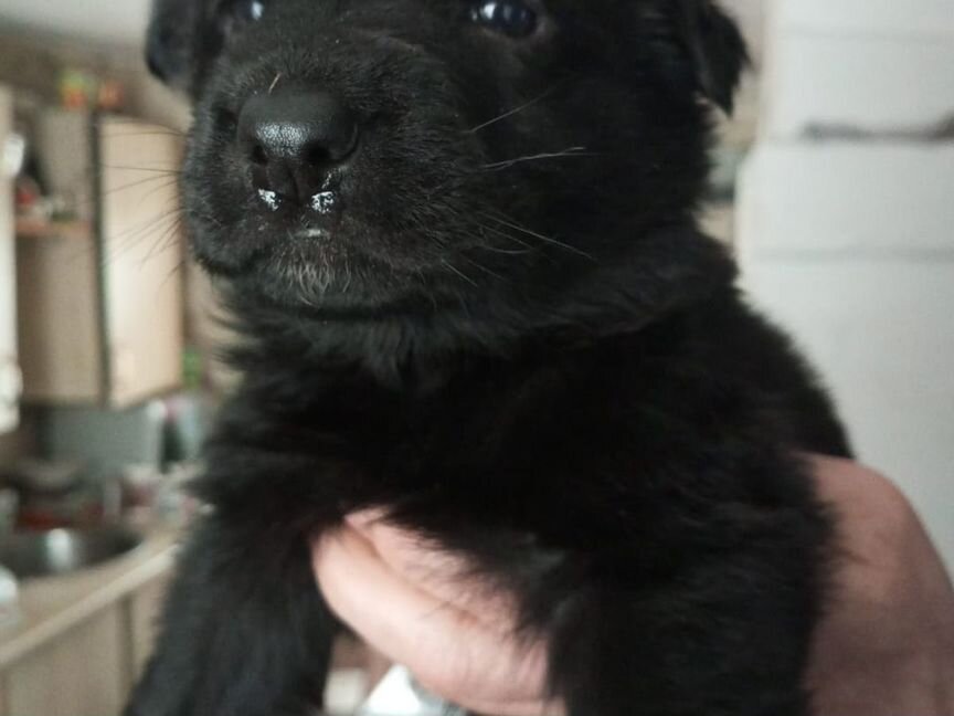 Продам кутят немецкая овчарки