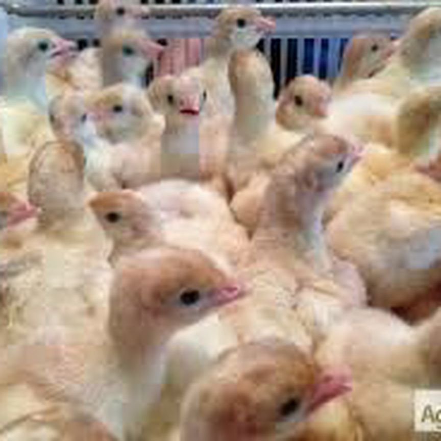 Биг 6 импорт вылуп 18.04