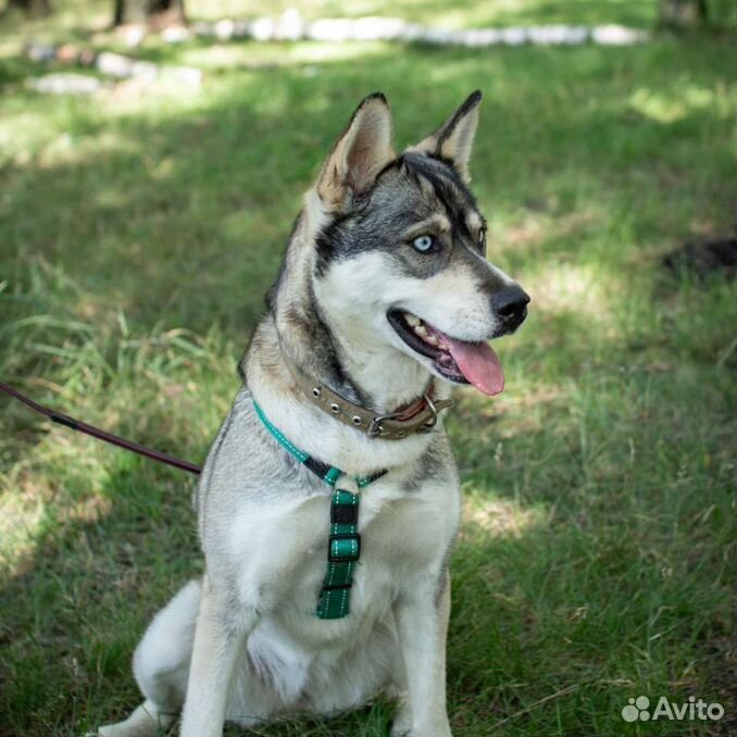 Хаски Алиса ждёт в приюте