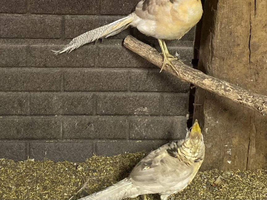 Золотой фазан