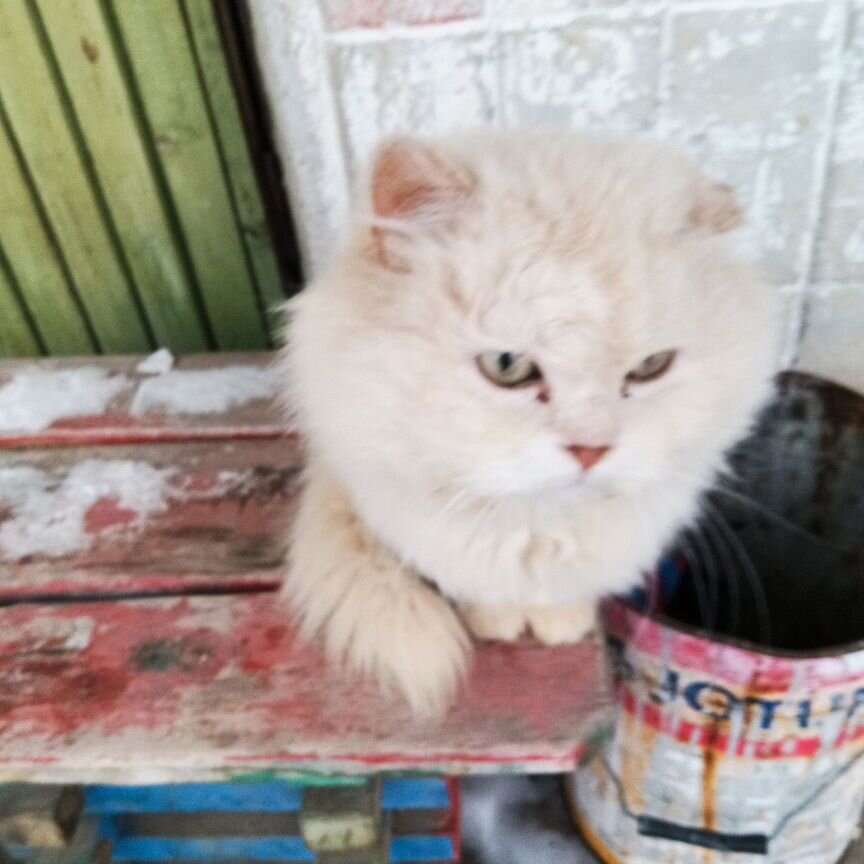 Отдам в добрые руки