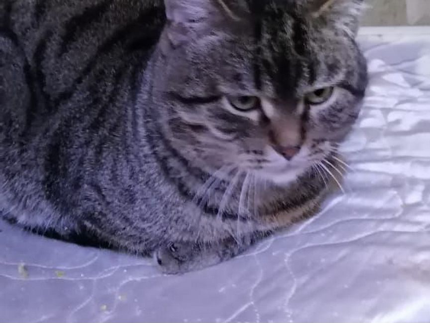 Интеллигентный Кот Яков