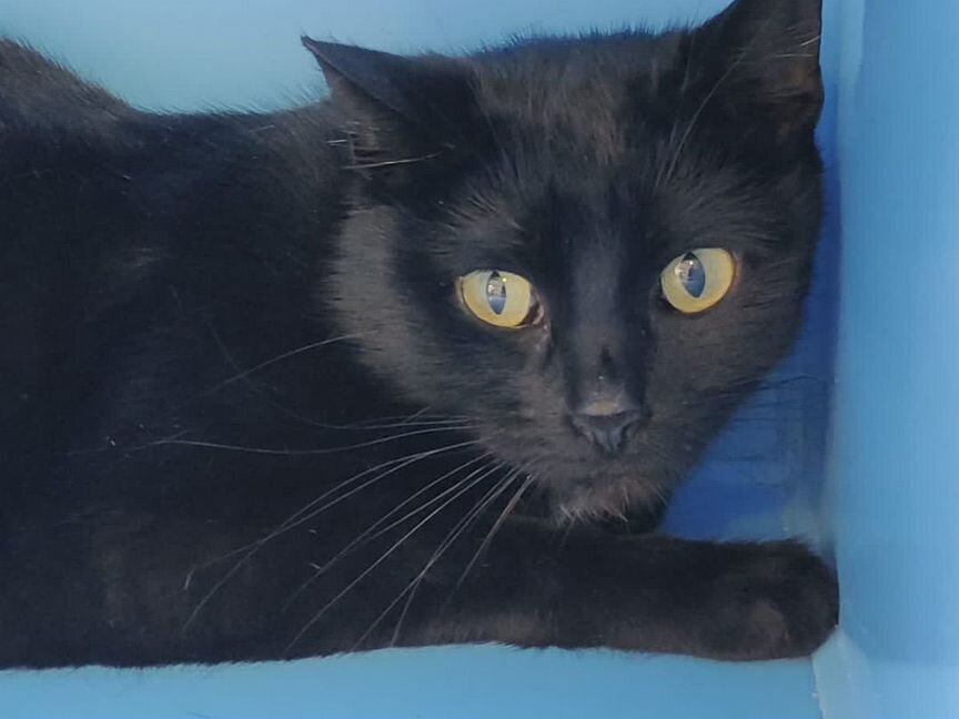 3 дня на поиск дома. Черная ласковая кошка